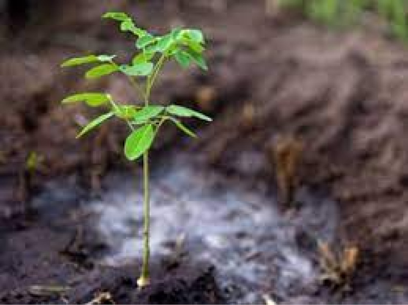 Commissioner Peshawar launches tree plantation drive – NABA NEWS
